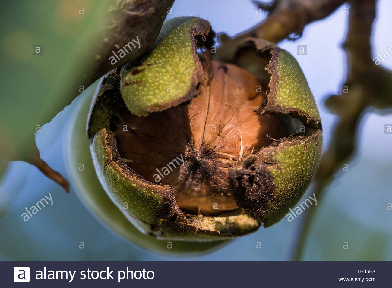 Walnut Husk High Resolution Stock Photography and Images - Alamy