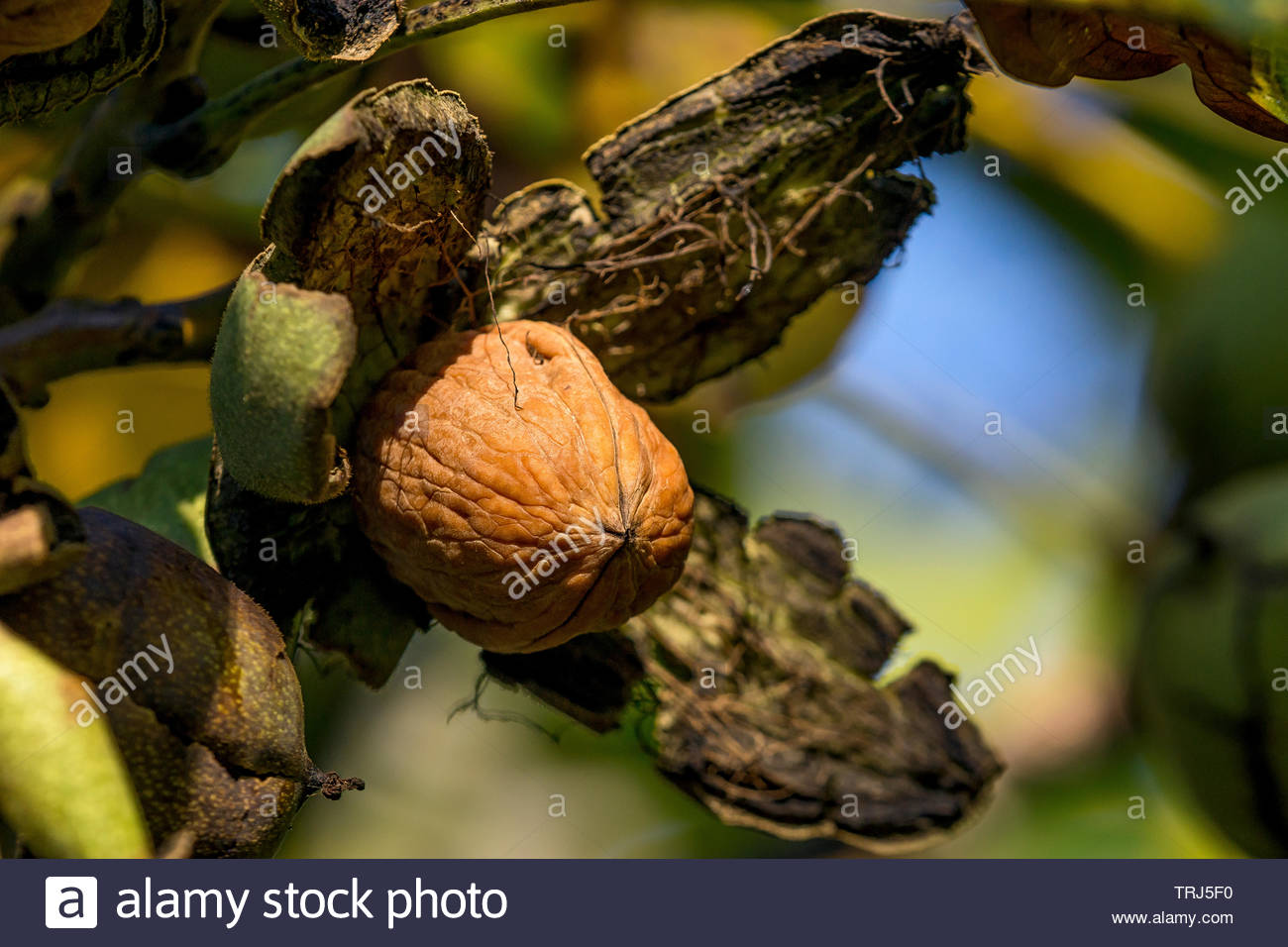 Walnut Husk High Resolution Stock Photography and Images - Alamy