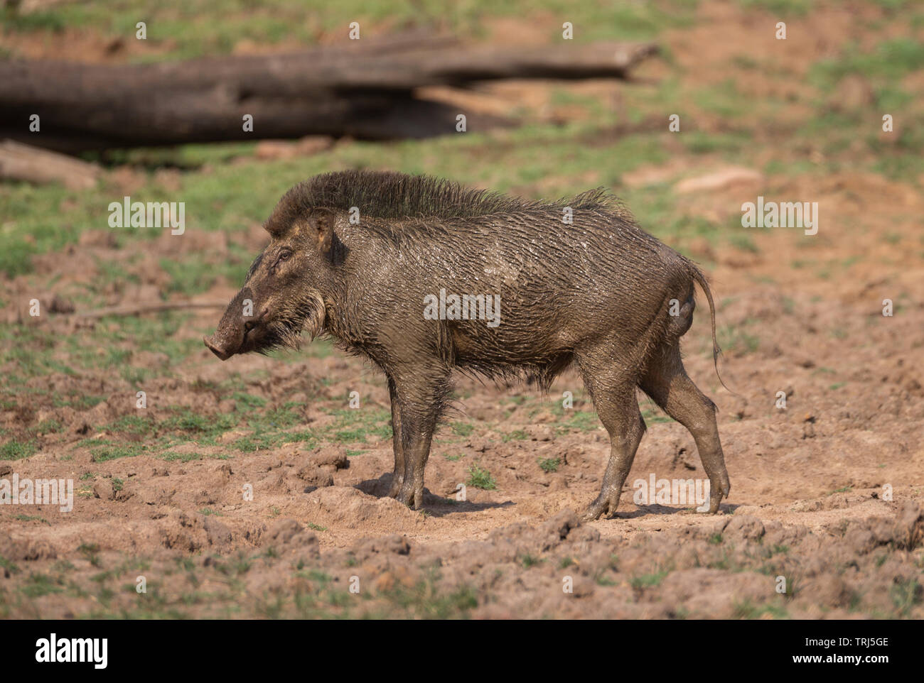 Wild boar at Tadoba Andhari Tiger Reserve,India Stock Photo - Alamy