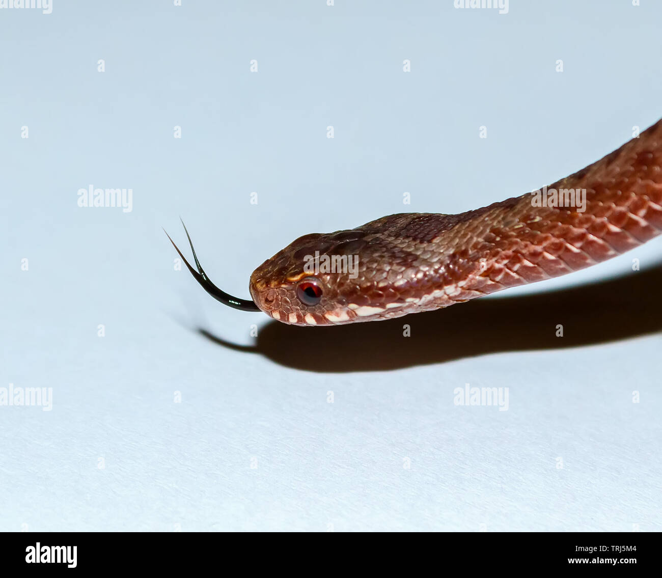 Viper venom snake head logo hi-res stock photography and images - Alamy