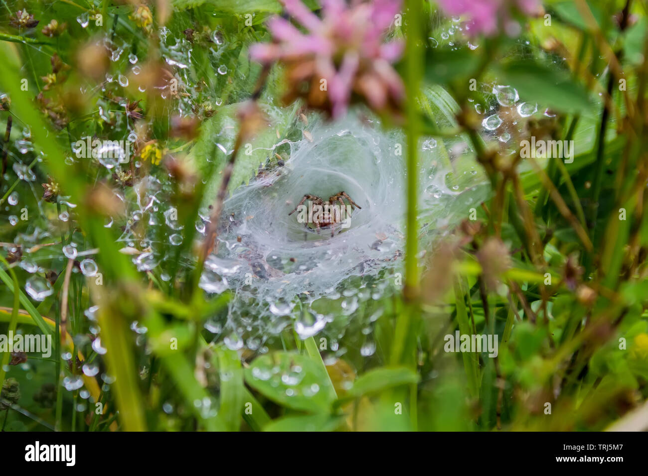 This is a very common spider species in Romania, but it has an ...