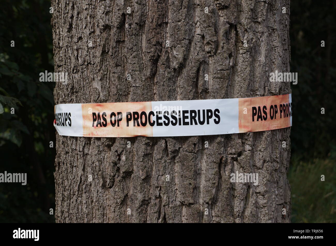 Oak Procession Caterpillars High Resolution Stock Photography and ...