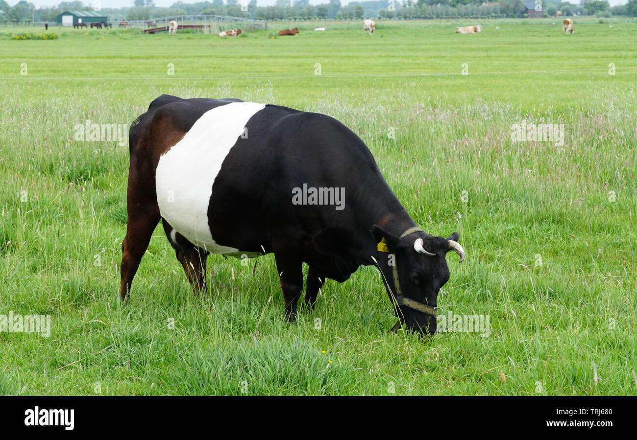 Special Cows High Resolution Stock Photography and Images - Alamy