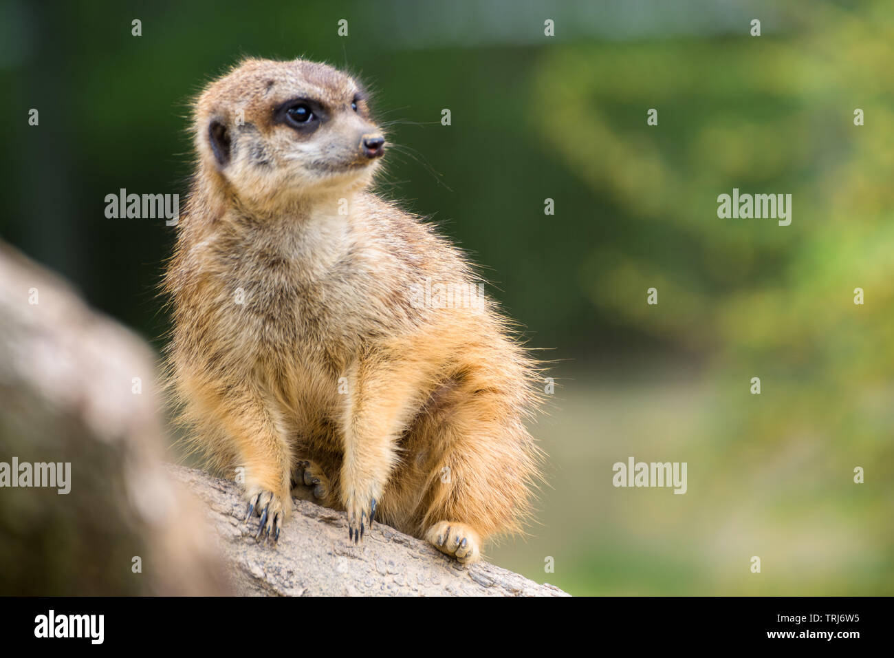 single meerkat guard watching his area Stock Photo - Alamy