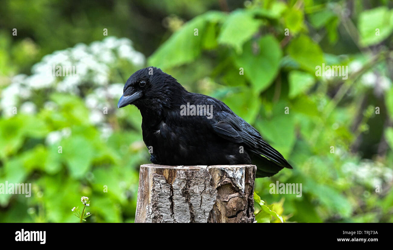 Rook detail hi-res stock photography and images - Alamy