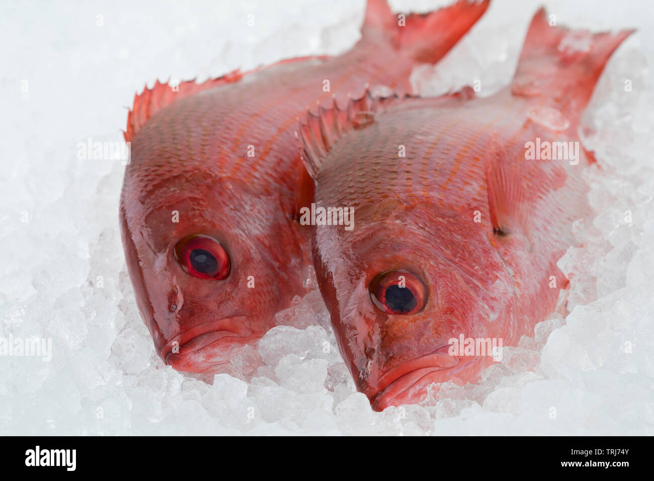 Northern red snapper hi-res stock photography and images - Alamy