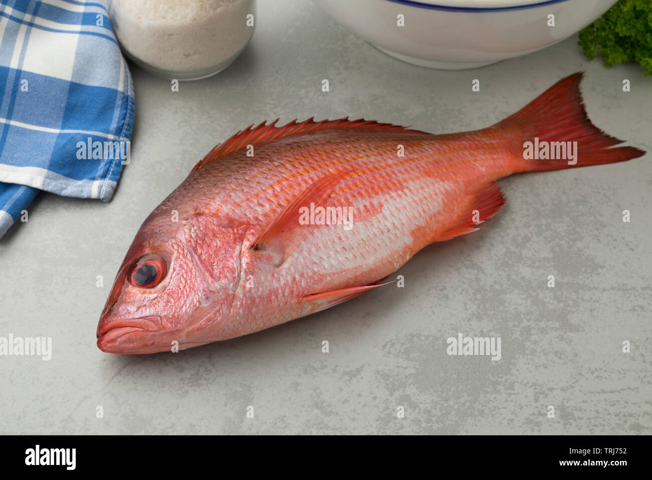 Northern red snapper hi-res stock photography and images - Alamy