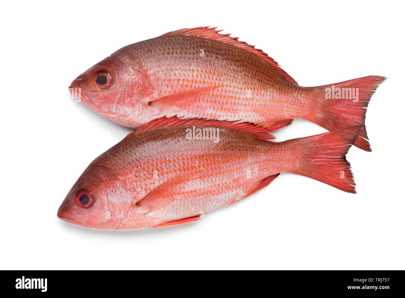Two fresh raw Northern red snappers isolated on white background Stock ...