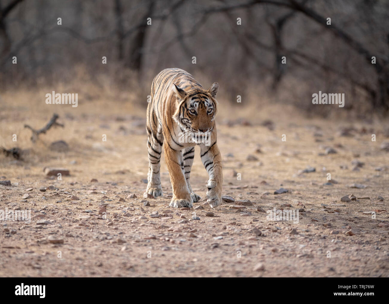Tiger Claws Close Up High Resolution Stock Photography and Images - Alamy