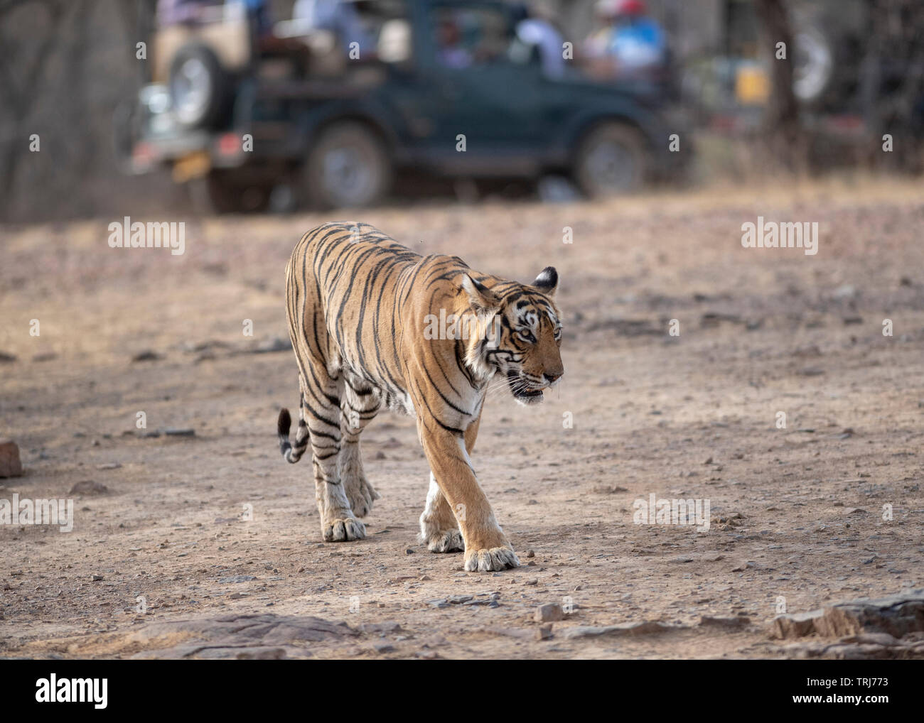 Bengal Tiger - Tigress Krishna T-19 walking in front of tourist jeeps ...