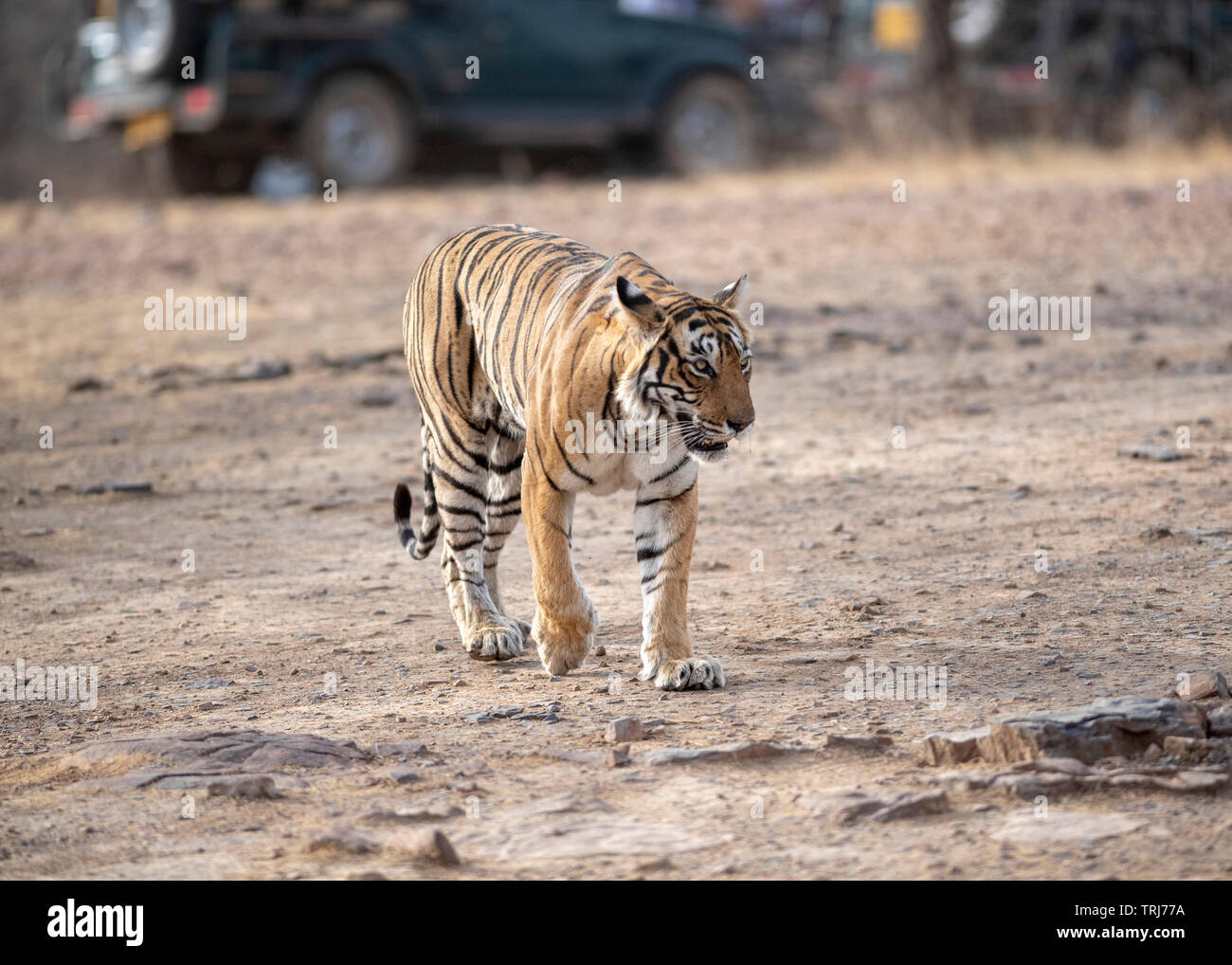 Bengal Tiger - Tigress Krishna T-19 walking in front of tourist jeeps ...