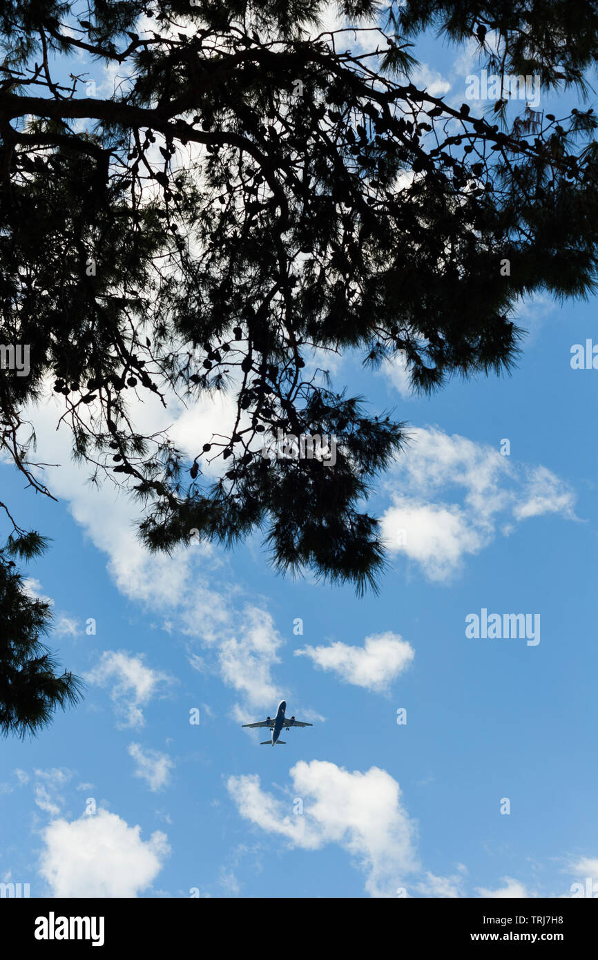 Landing plane and tree, illustration Stock Photo - Alamy