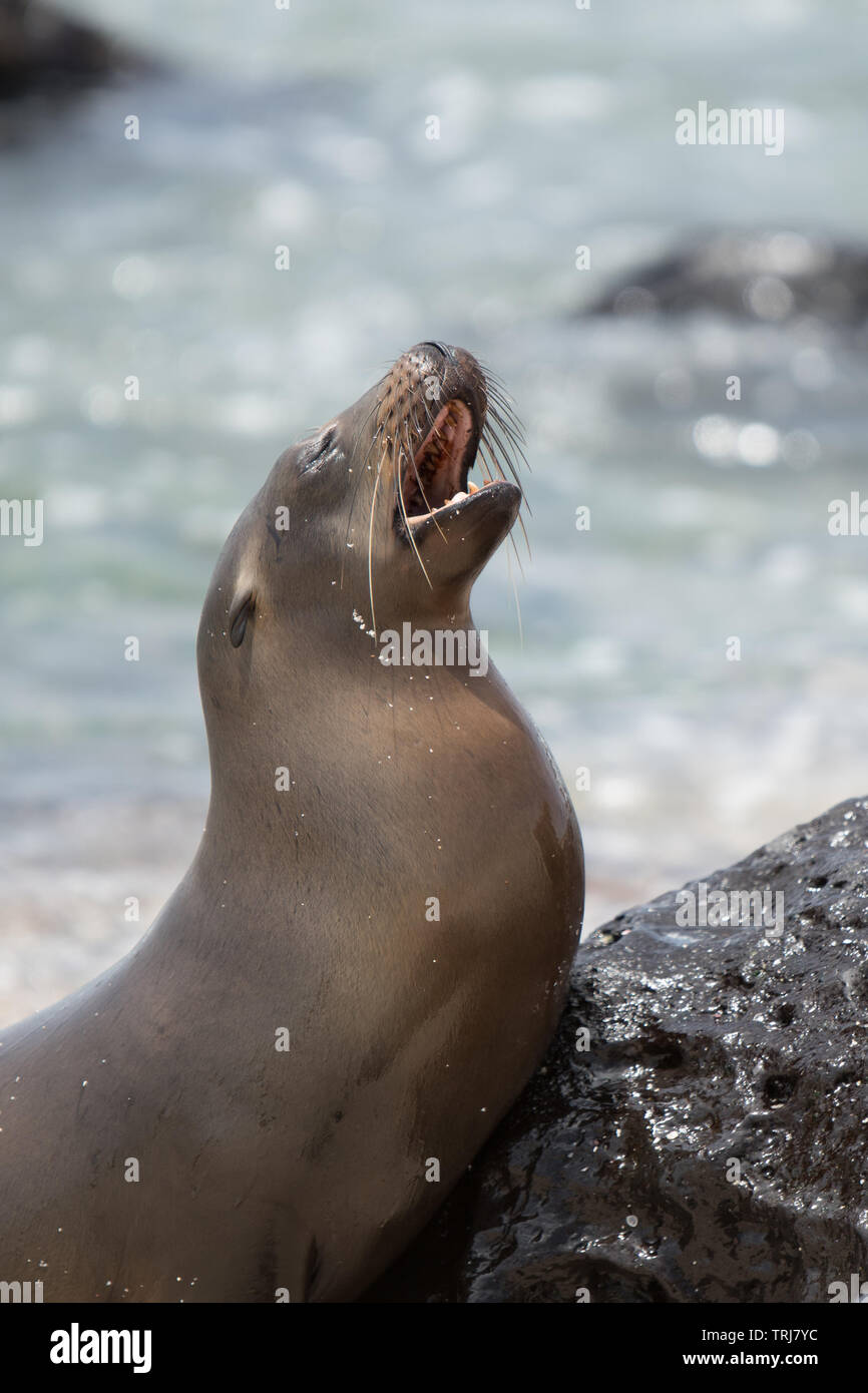 Sea lion screaming hi-res stock photography and images - Alamy
