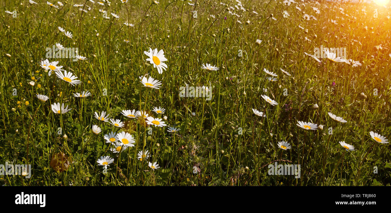 Field of daisy flowers. The field just began to bloom Stock Photo - Alamy
