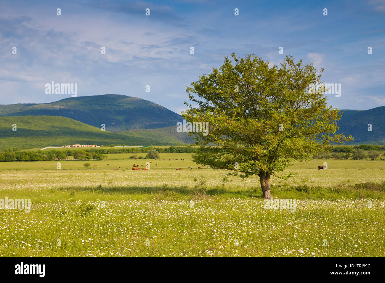 Green summer meadow with flowers and herbs and big oak tree Stock Photo ...
