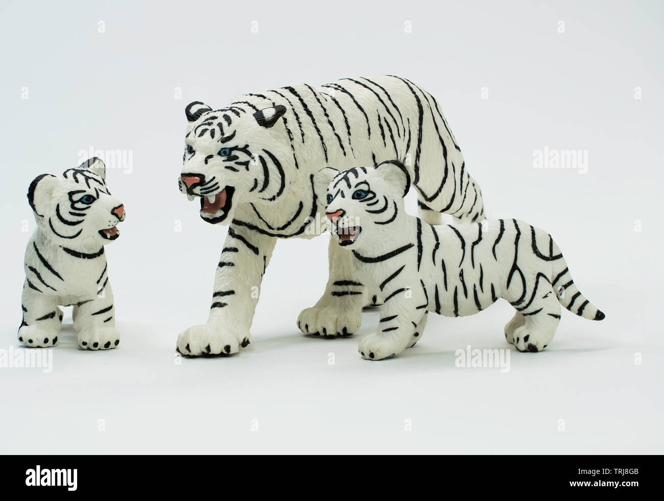 White Tiger is protecting her two blue eyed cubs Stock Photo - Alamy