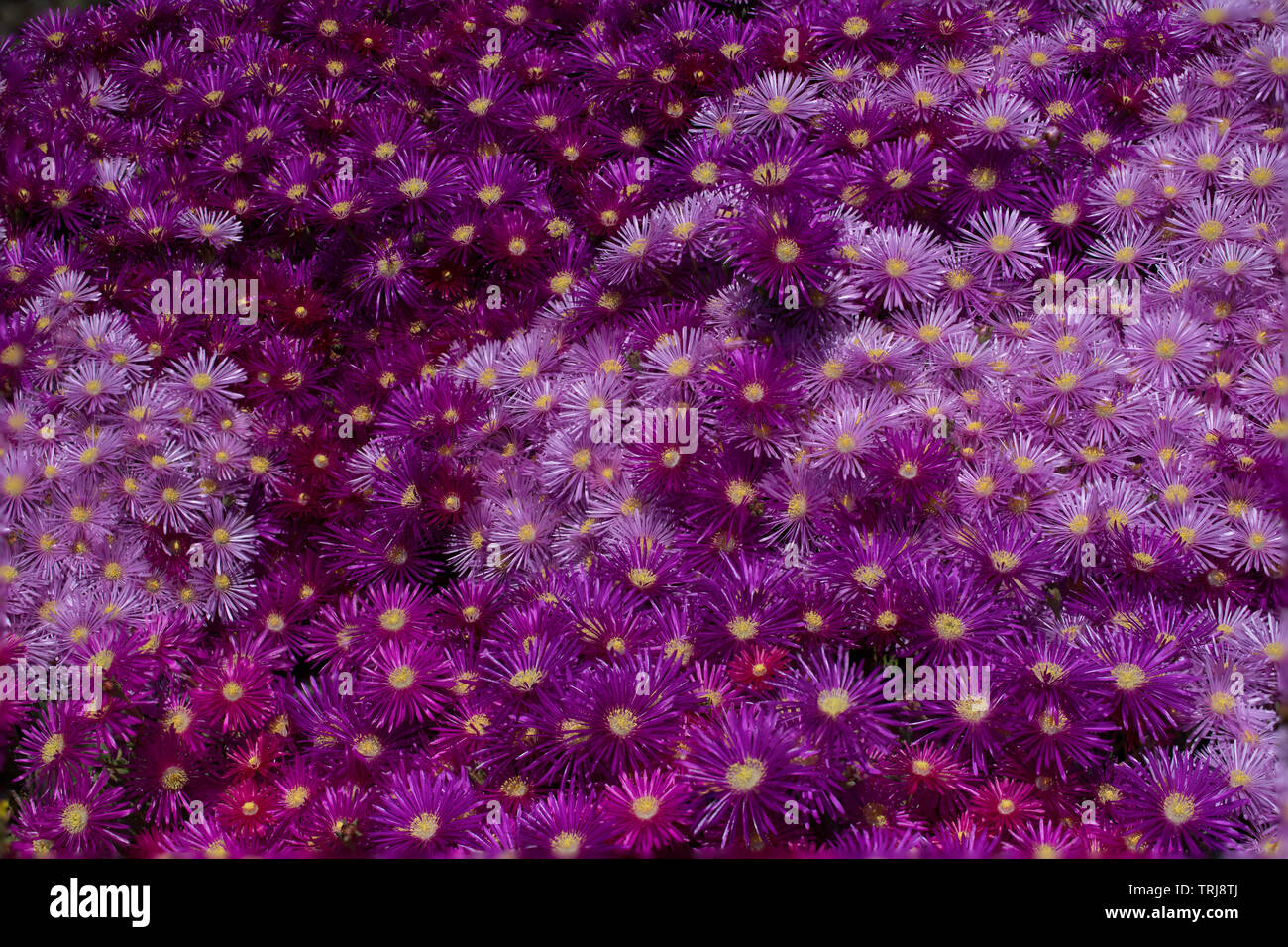 An explosion of shimmery fuchsia-pink flowers that leaves with many ...