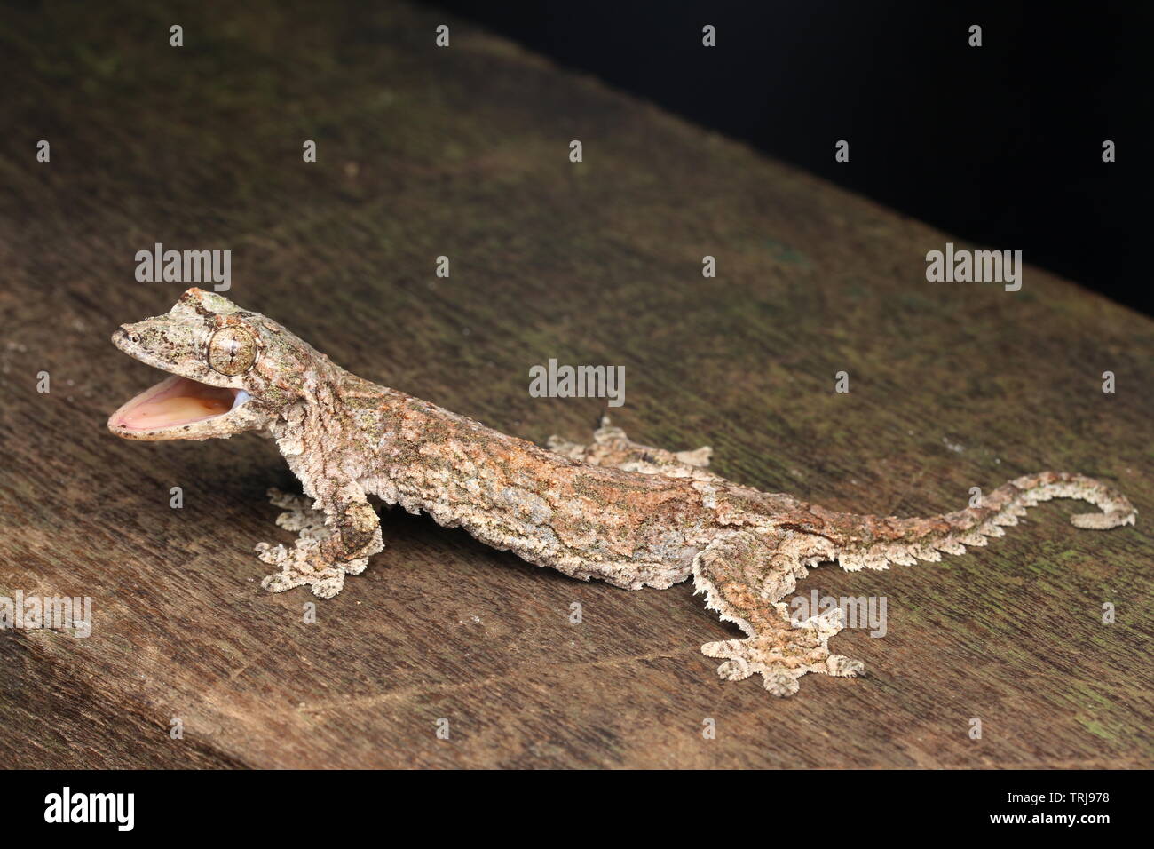 Malaysia parachute gecko hi-res stock photography and images - Alamy