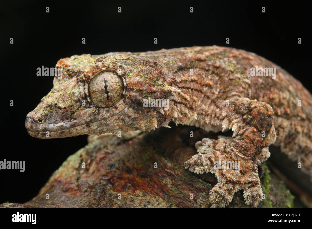 Parachute geckos hi-res stock photography and images - Alamy
