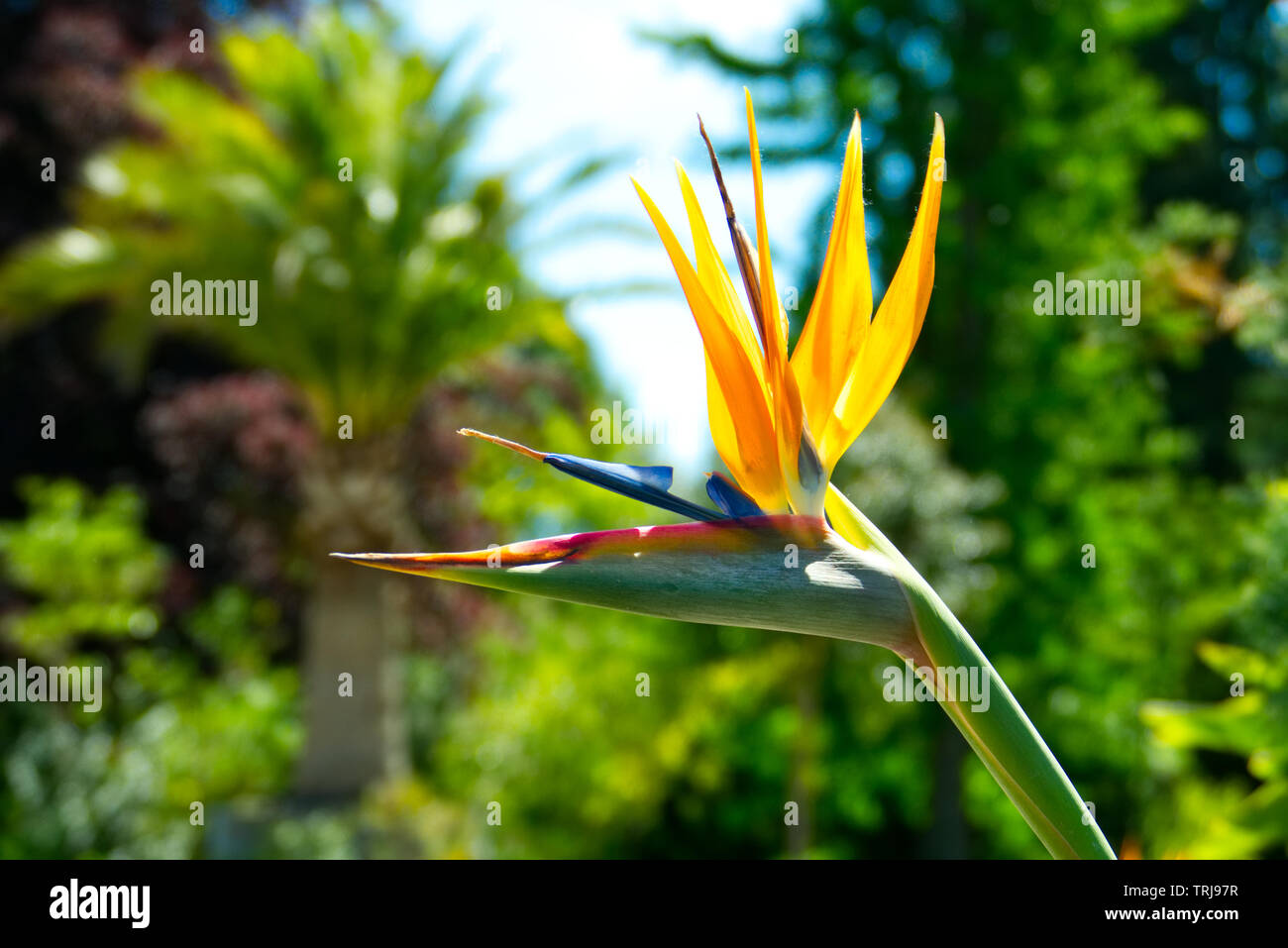 Closeup of a bright and beautiful crane flower (Strelitzia reginae ...