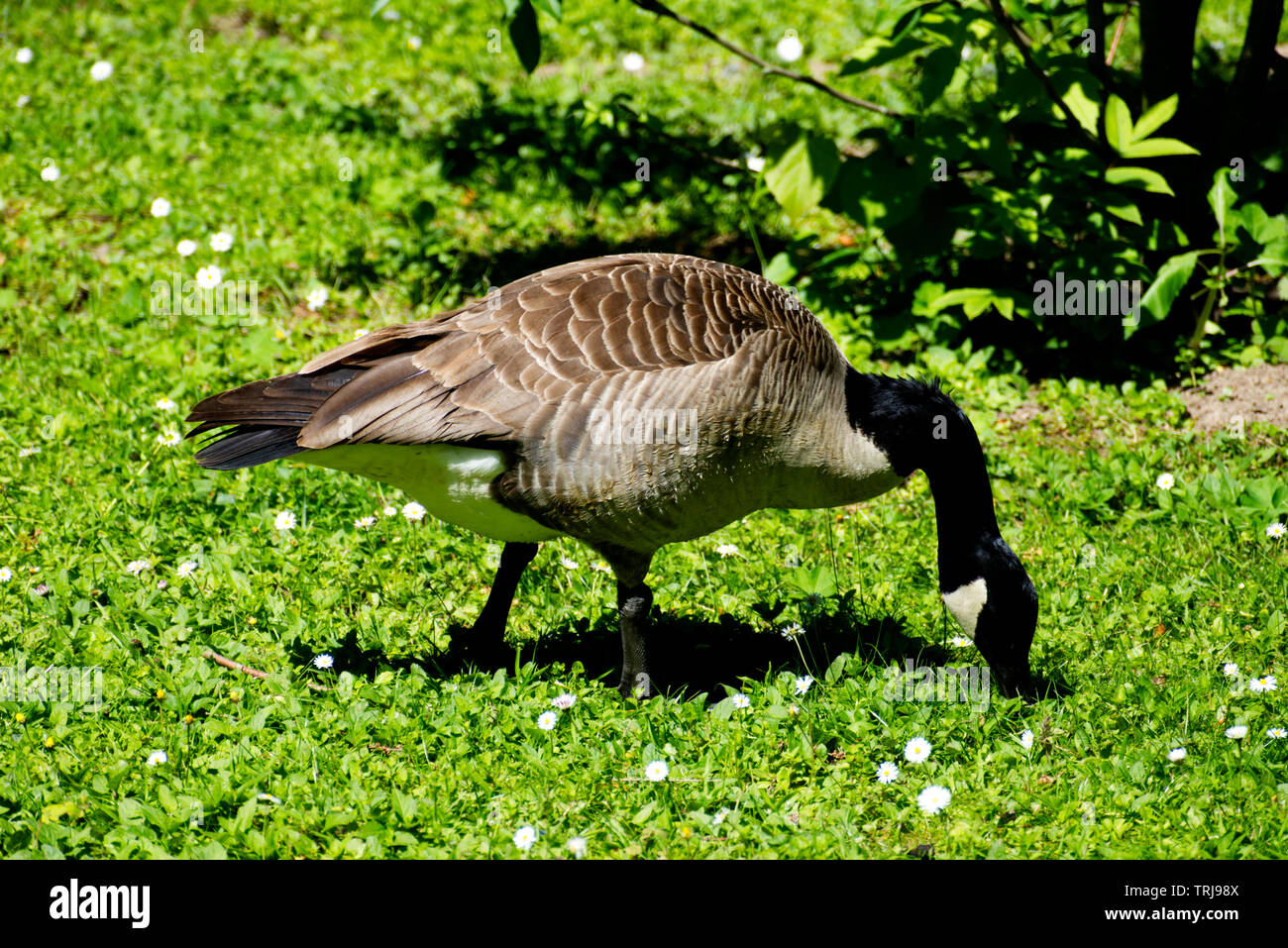 Canada goose eating hi-res stock photography and images - Alamy