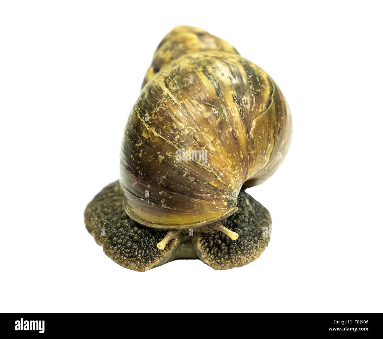 Big brown snail crawl slow cape roll shell Stock Photo - Alamy