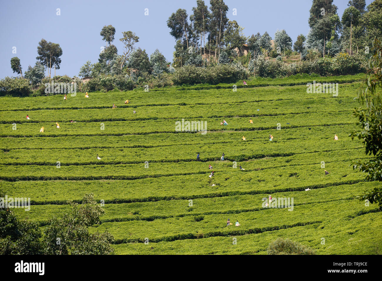 RWANDA, tea plantation between Ruhengeri and Gitarama / RUANDA ...