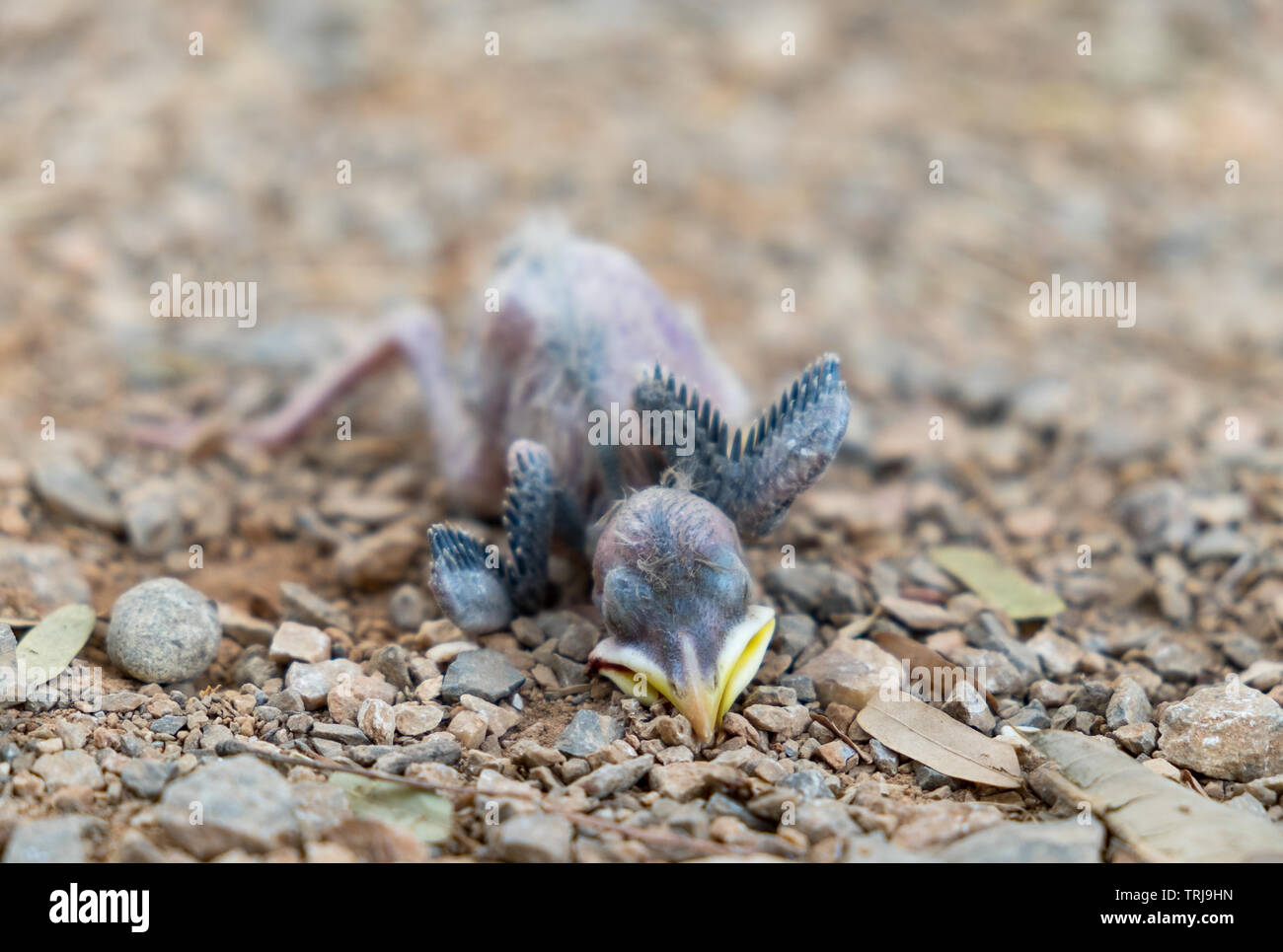 Flapper,squab,young bird, sleeping die falling from tree Stock Photo ...