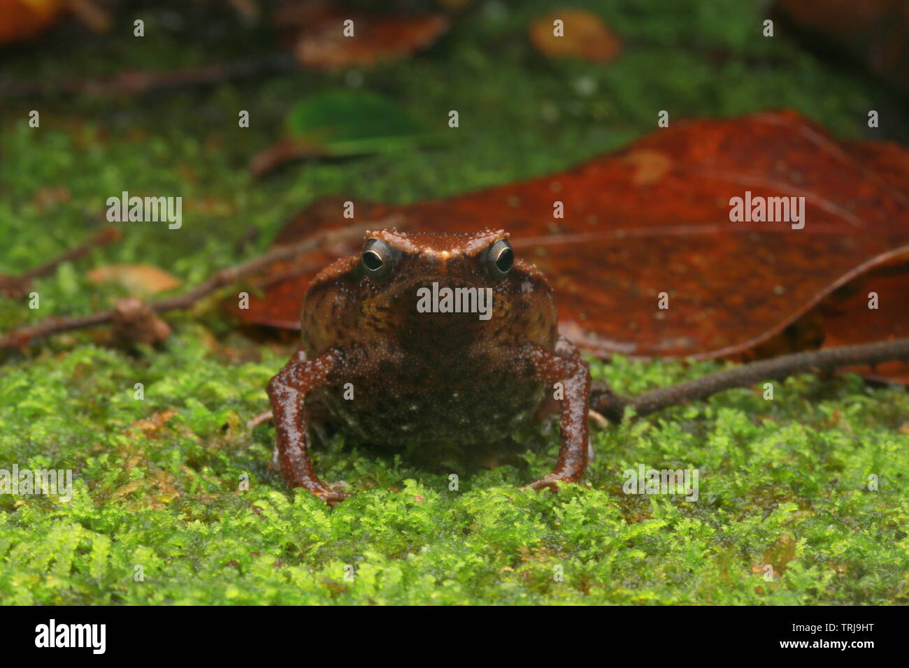 Short legged frog hi-res stock photography and images - Alamy