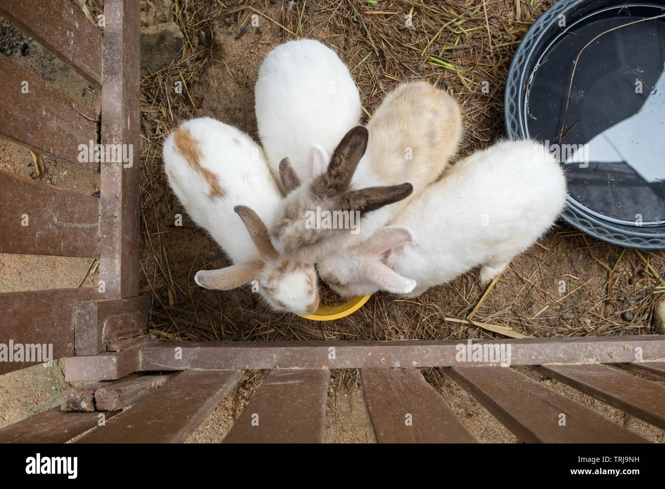 Herd rabbit siege eating feed in stable Stock Photo - Alamy
