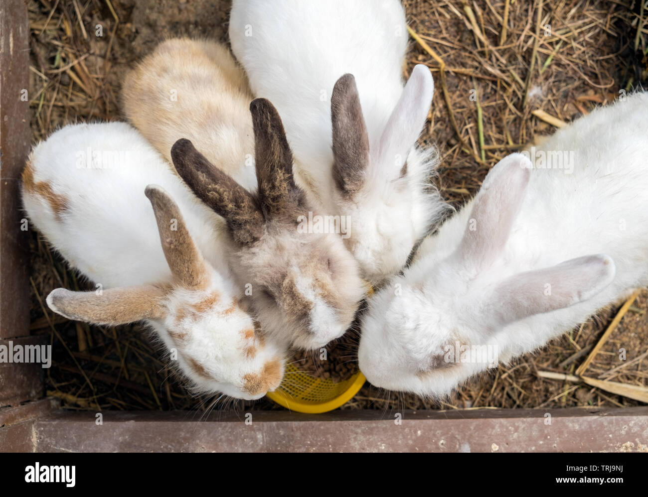 Herd rabbit eating in stable Stock Photo - Alamy