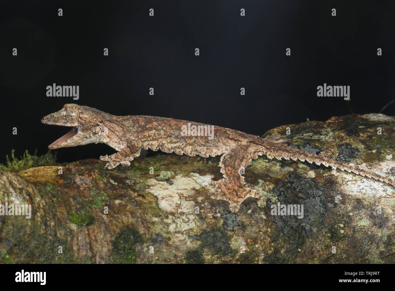 Sabah Flying Gecko, Flying Gecko Stock Photo - Alamy
