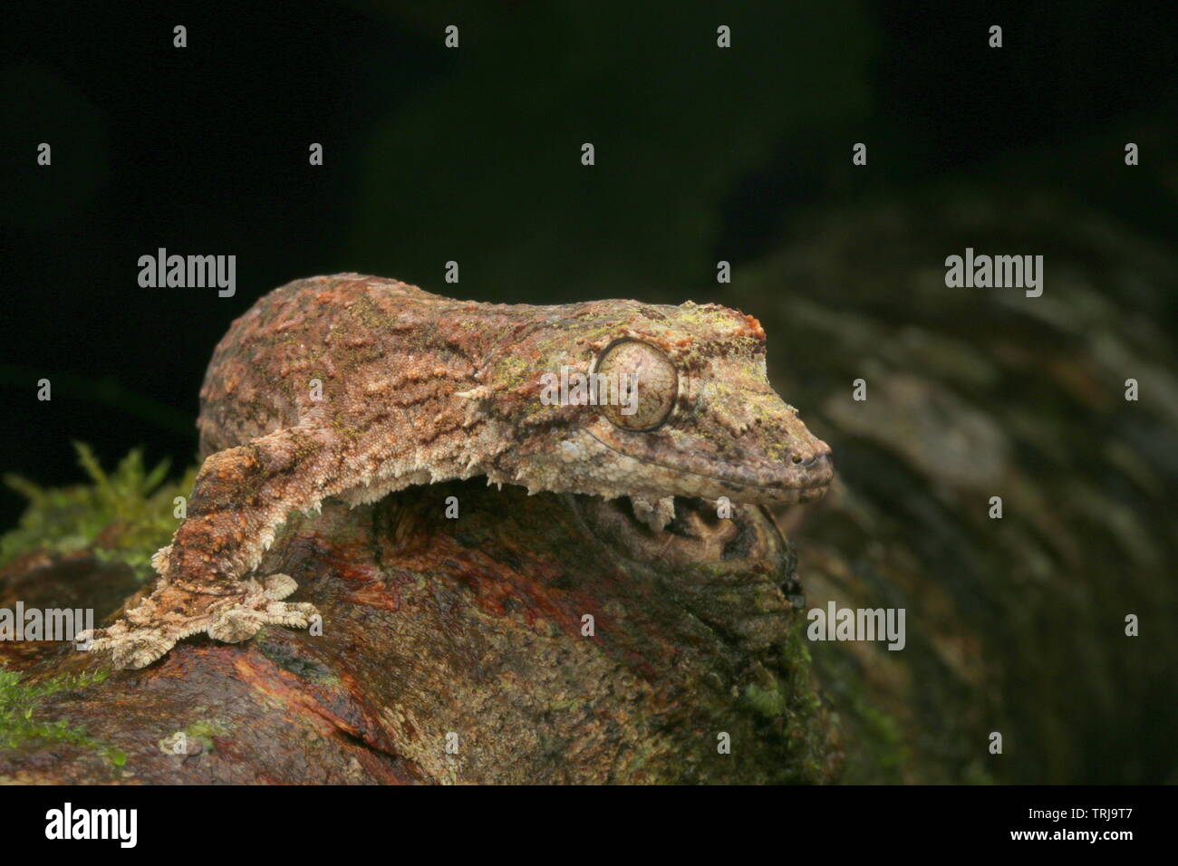 Sabah Flying Gecko, Flying Gecko Stock Photo - Alamy