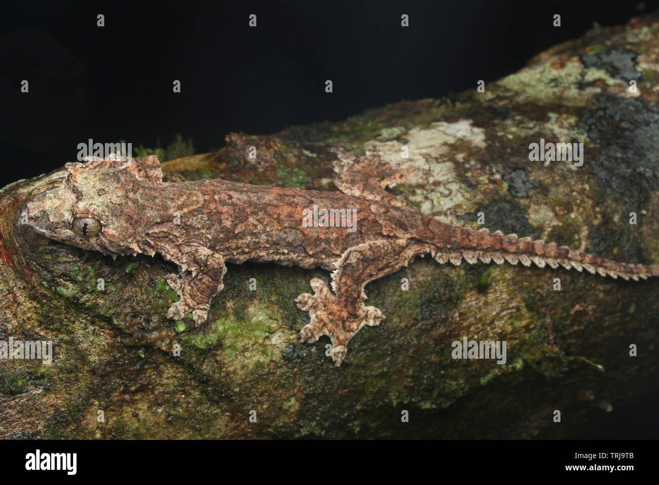 Sabah Flying Gecko, Flying Gecko Stock Photo - Alamy