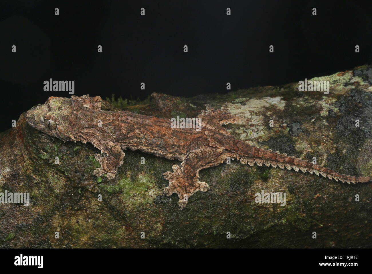 Flying gecko hi-res stock photography and images - Alamy