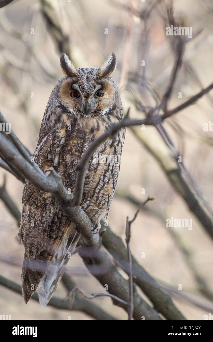 Owl on tree branch hi-res stock photography and images - Alamy