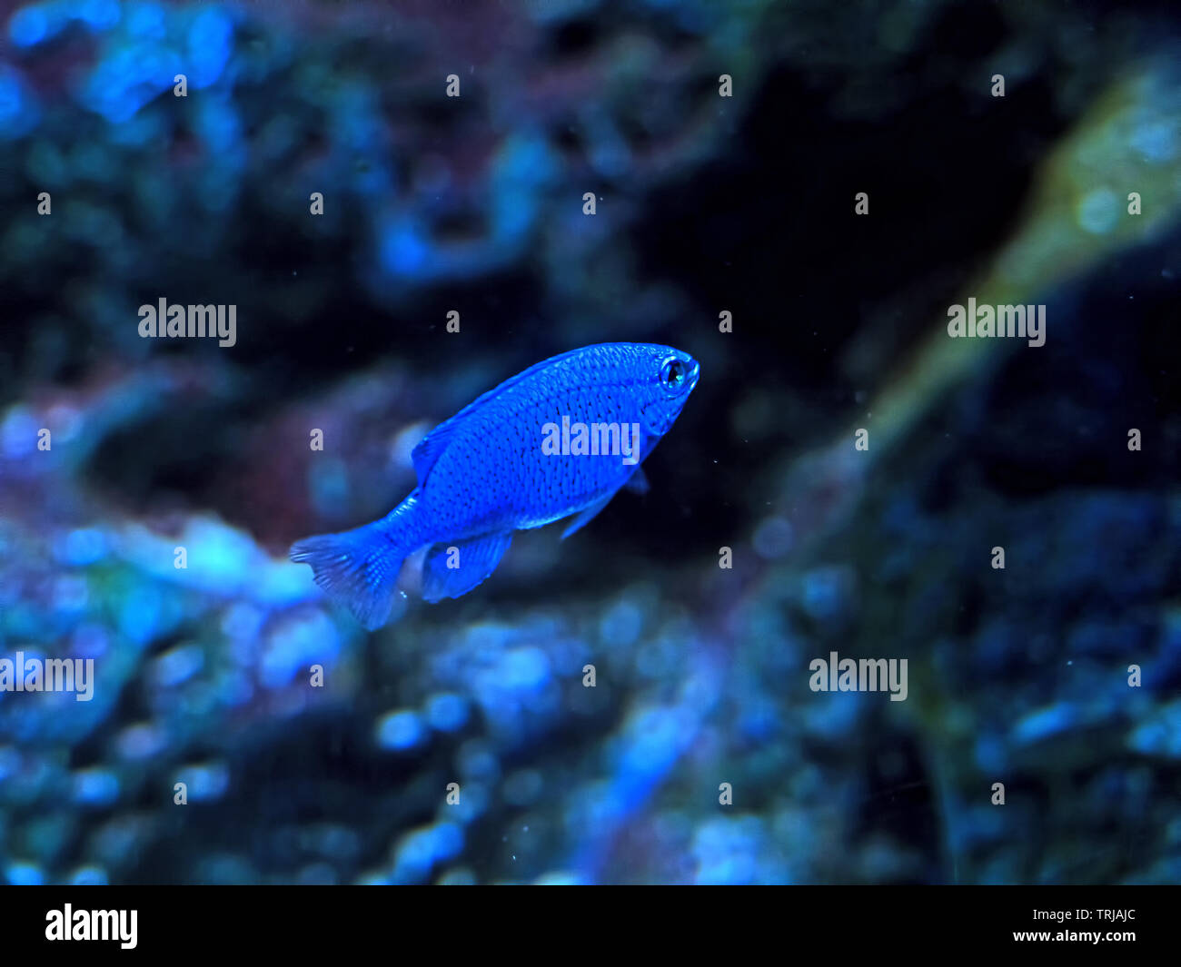 Closeup Blue Sea Fish Isolated on Blurred Coral Reef Background Stock ...