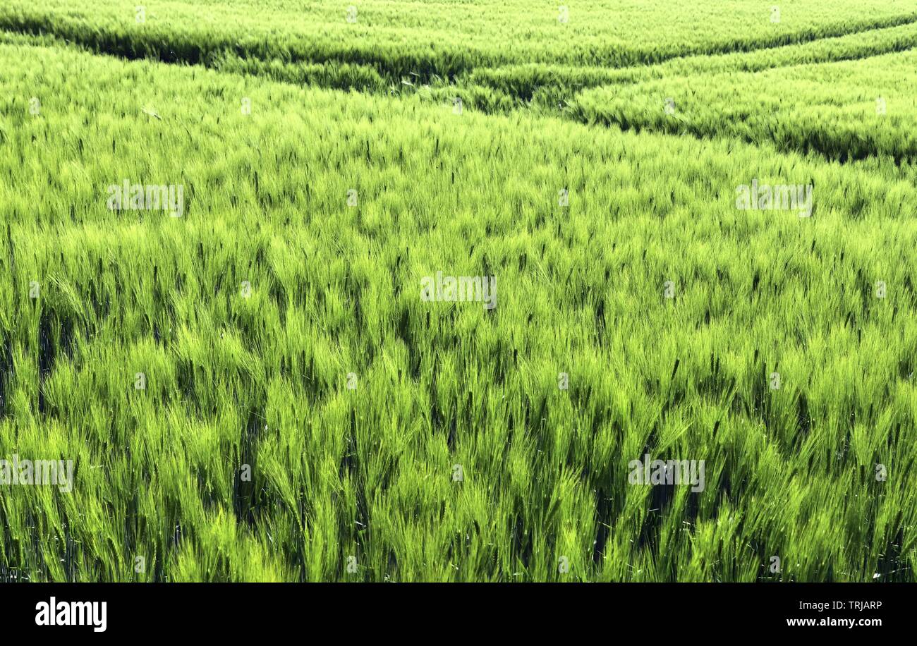Detailed view on agricultural crop fields growing on a sunny day in ...
