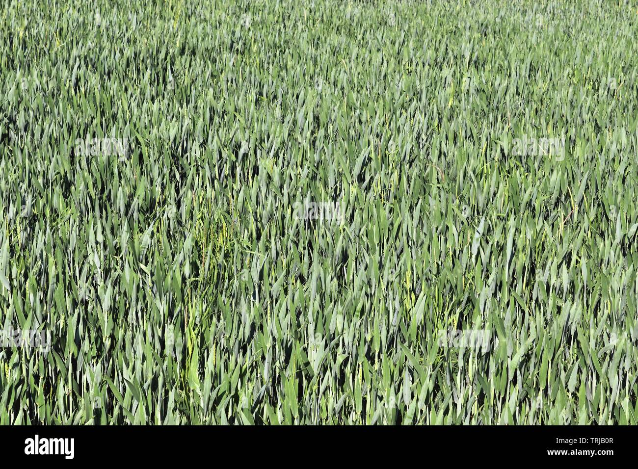 Detailed view on agricultural crop fields growing on a sunny day in ...