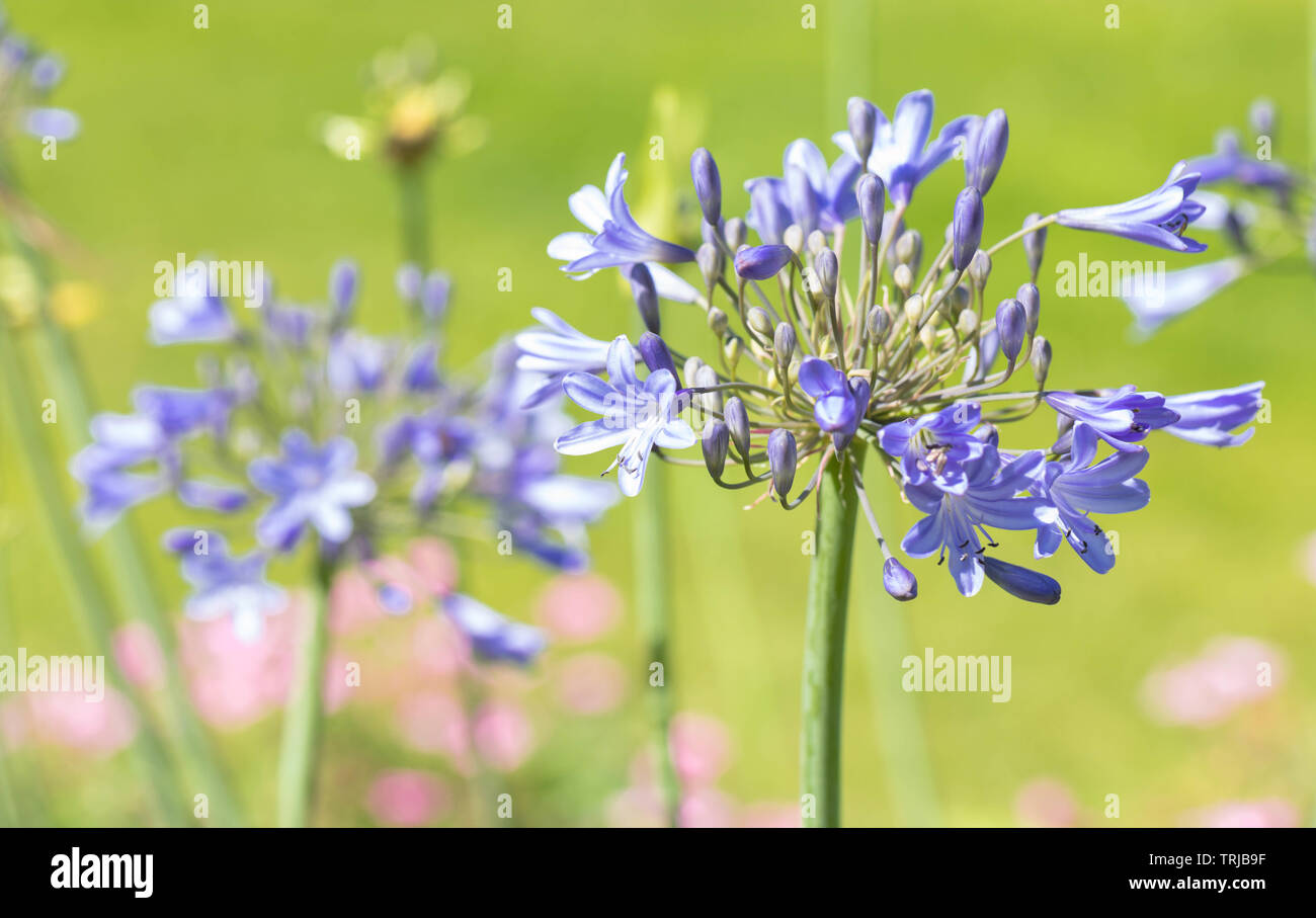 Pink agapanthus hi-res stock photography and images - Alamy