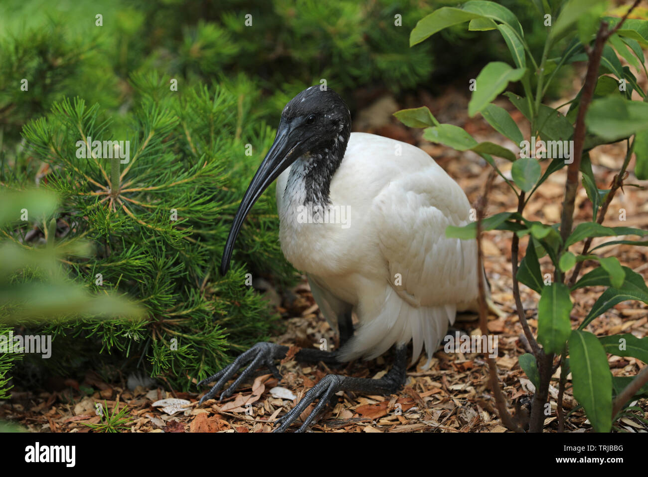 Australian white ibis in flight hi-res stock photography and images - Alamy