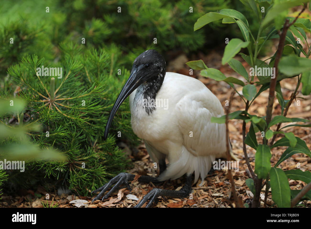 Australian Ibis Photo High Resolution Stock Photography and Images - Alamy