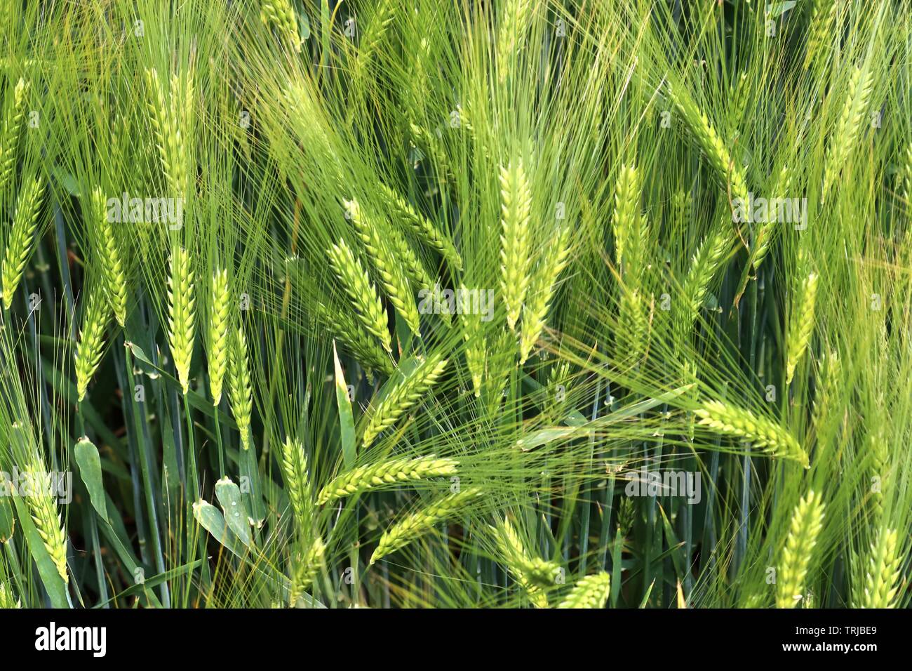 Detailed view on agricultural crop fields growing on a sunny day in ...