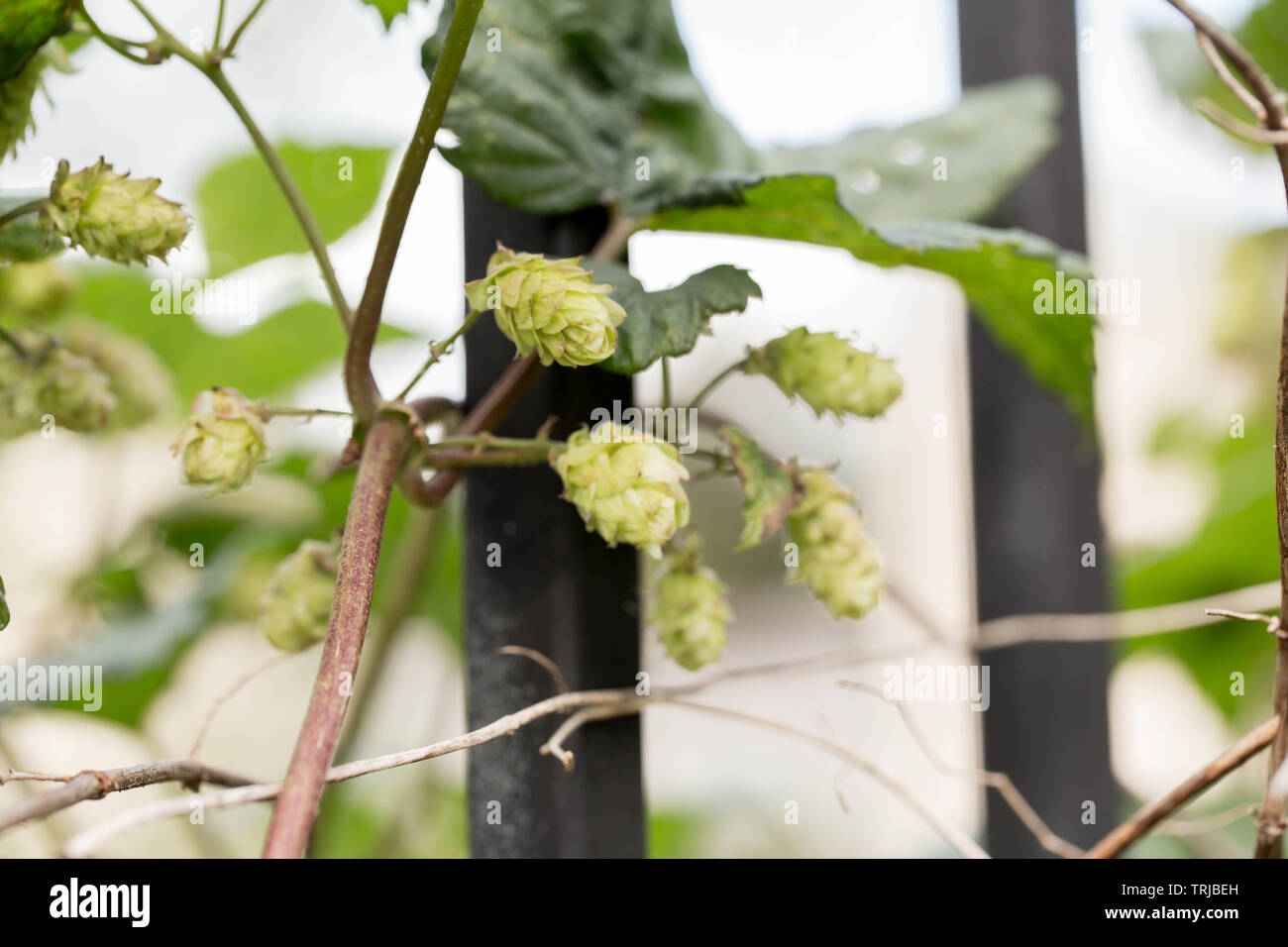 Hop flower hi-res stock photography and images - Alamy