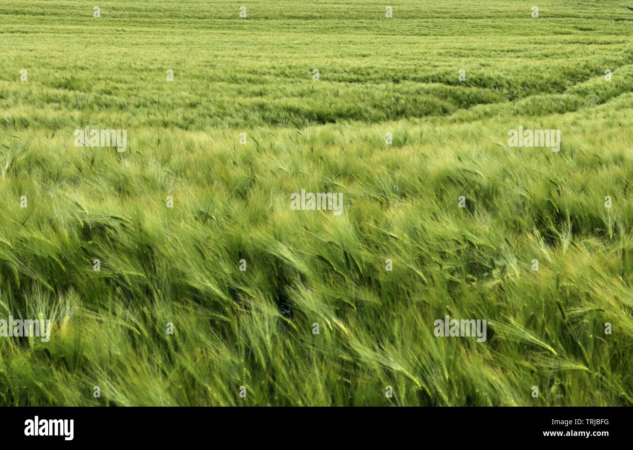 Detailed view on agricultural crop fields growing on a sunny day in ...
