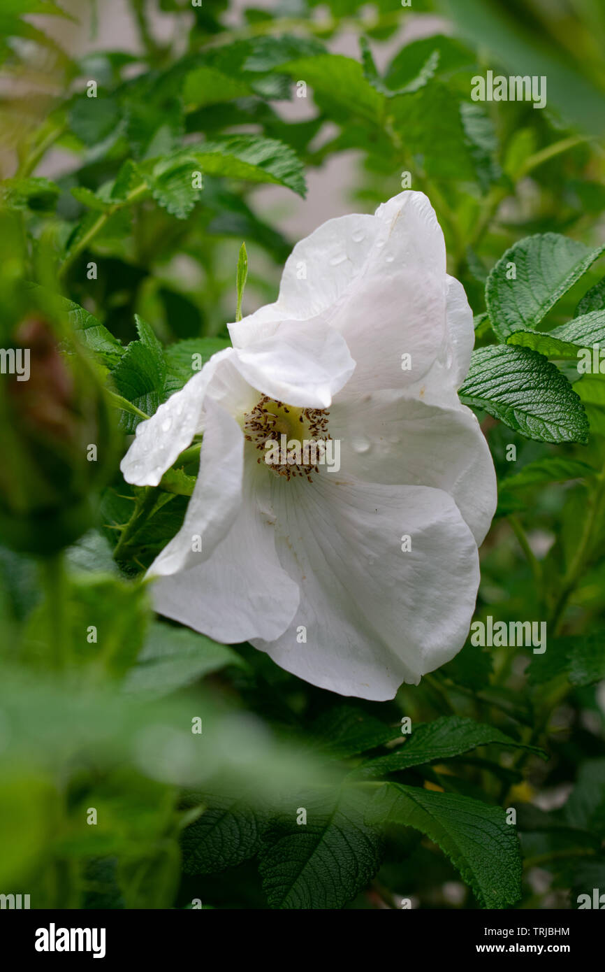 Rosa alba hi-res stock photography and images - Alamy