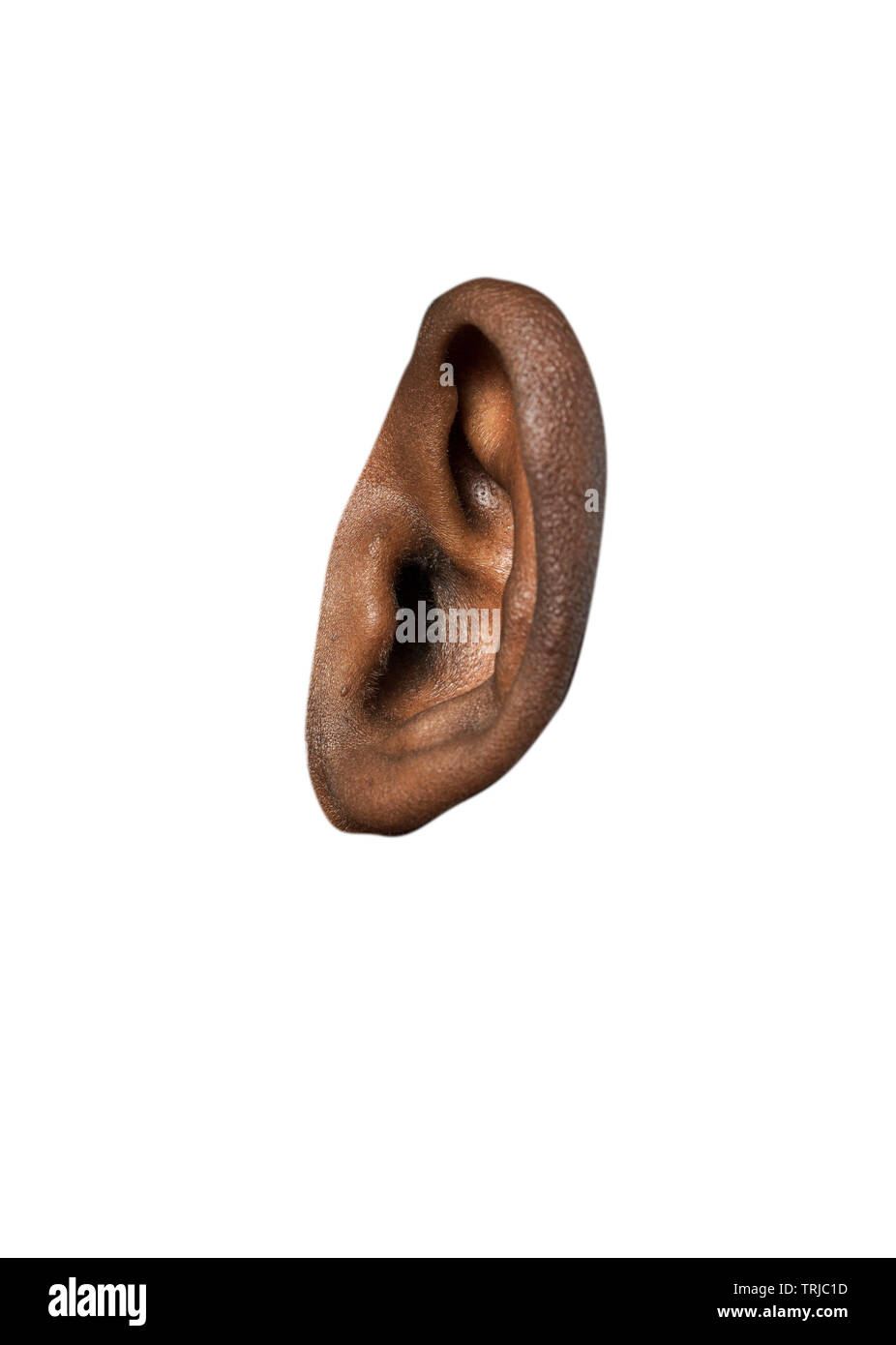 Human ear anatomy Cut Out Stock Images & Pictures - Alamy
