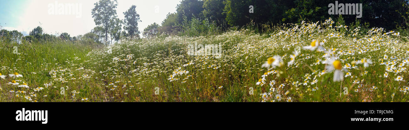 Panorama of a flowering field of Chamomile in a bright spring sunlight ...