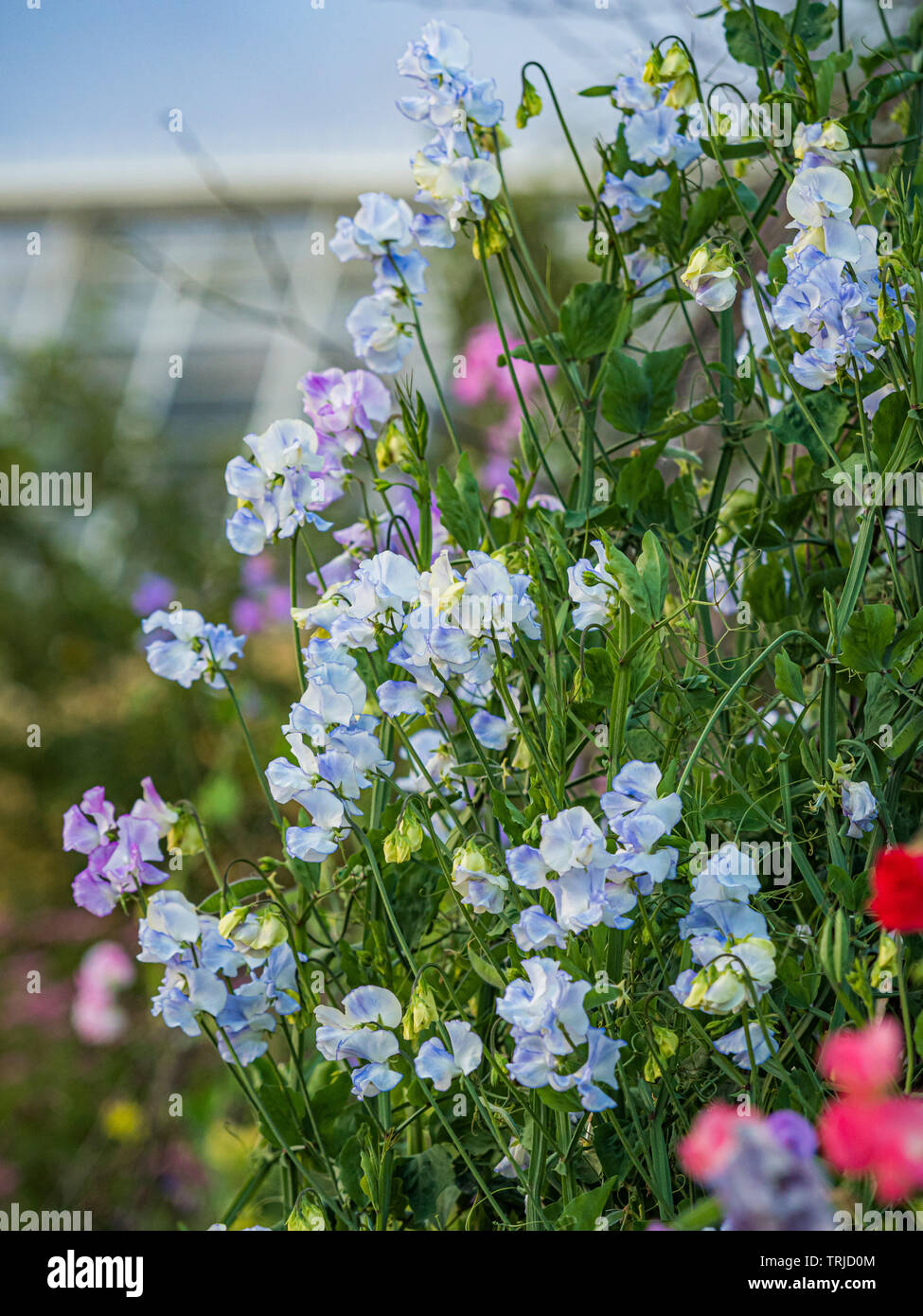 Sweet pea plants flowering Stock Photo - Alamy