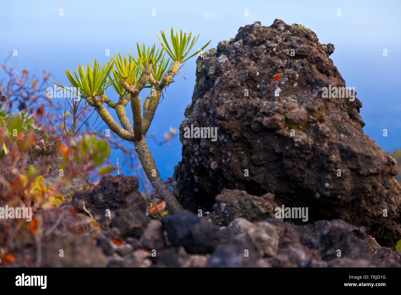 Las caletas hi-res stock photography and images - Alamy